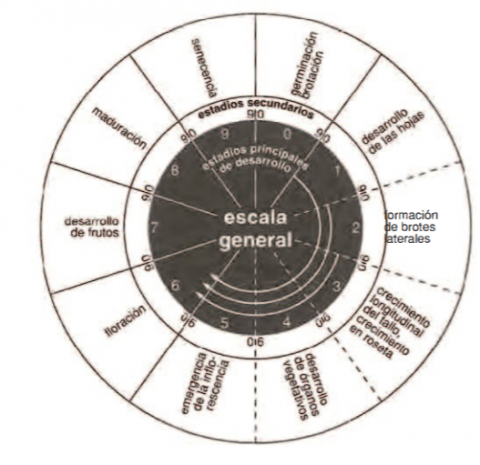 Codificación BBCH de los principales estados fenológicos de los ...