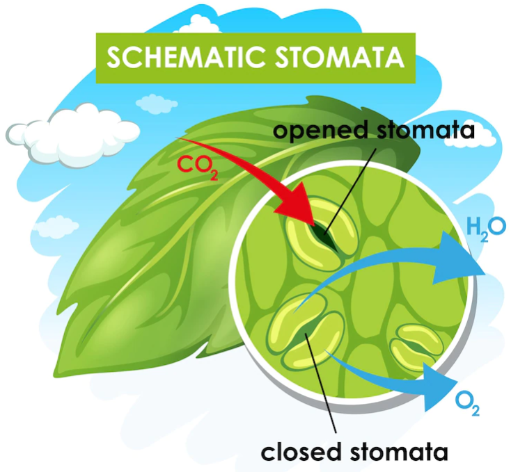 Diagrama De Estomas De La Hoja