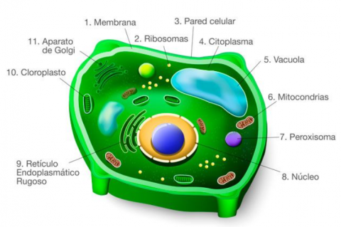 Especies reactivas de oxígeno en las plantas (ROS) - Fertihouse